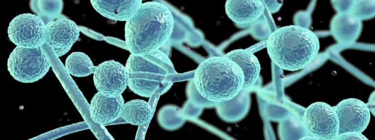 Jästsvampen Candida albicans - allt du behöver veta - Svamp i Underlivet